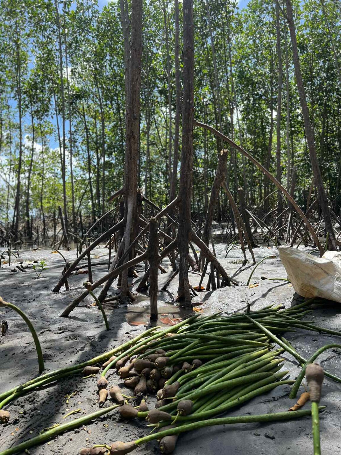 Mangrove Tree Planting - Toyota Camarines Sur, Inc. : Toyota Camarines ...