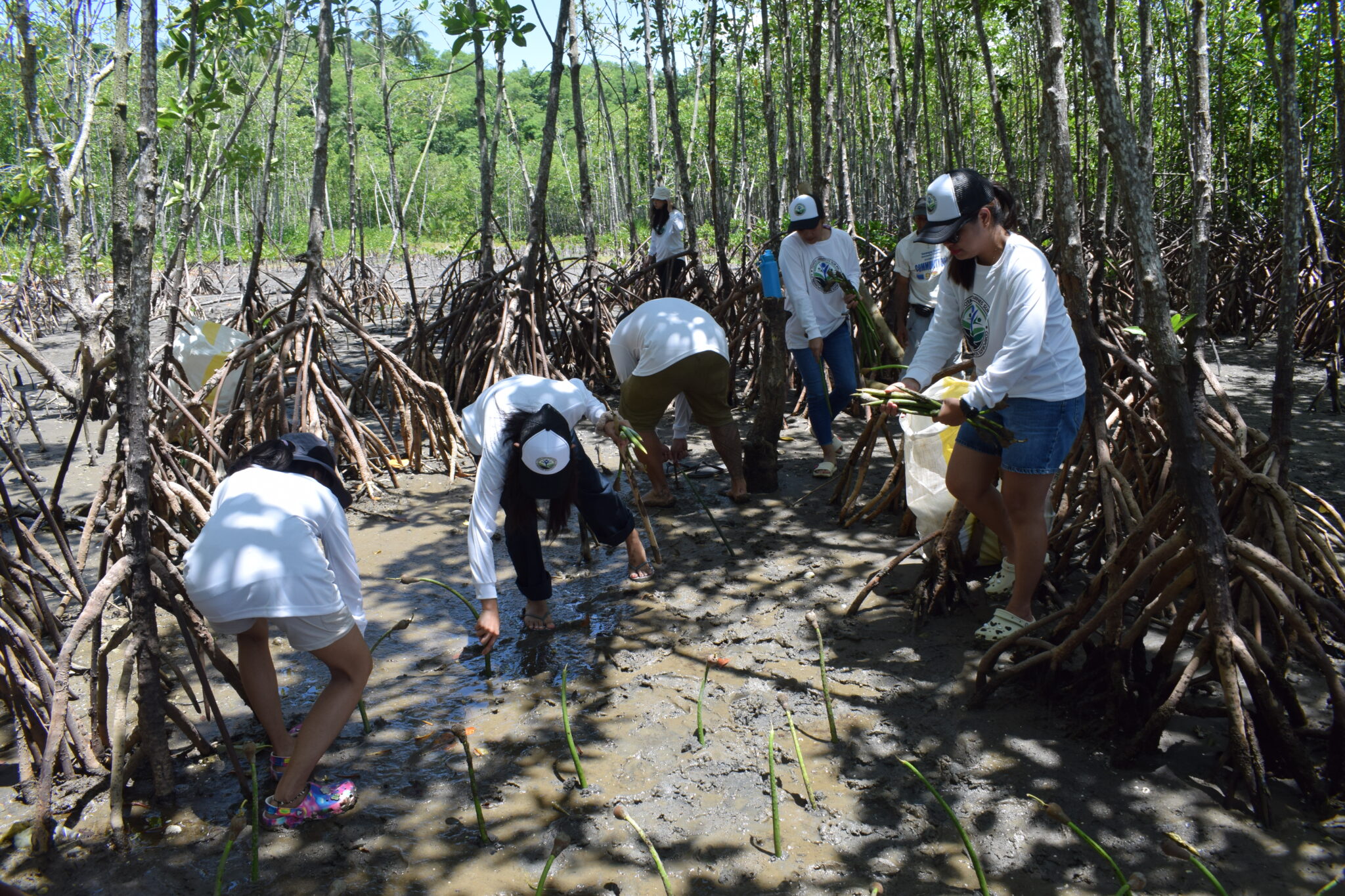 Mangrove Tree Planting - Toyota Camarines Sur, Inc. : Toyota Camarines ...